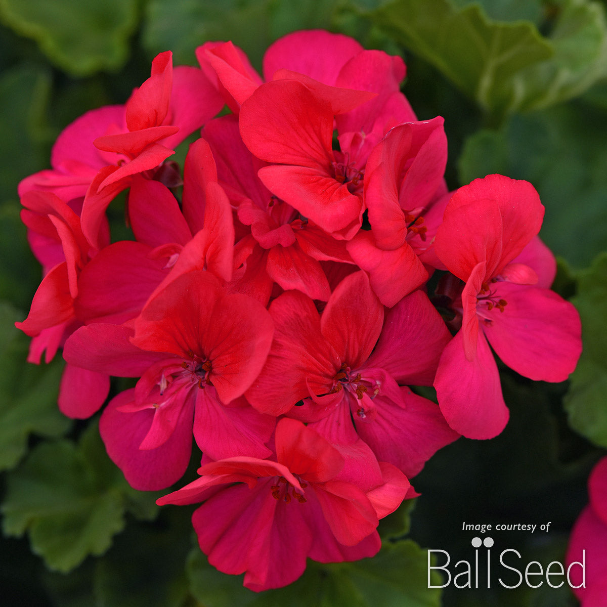 Geranium Zonal Moonlight Dark Fuchsia Qrt. CF – Cornell Farm