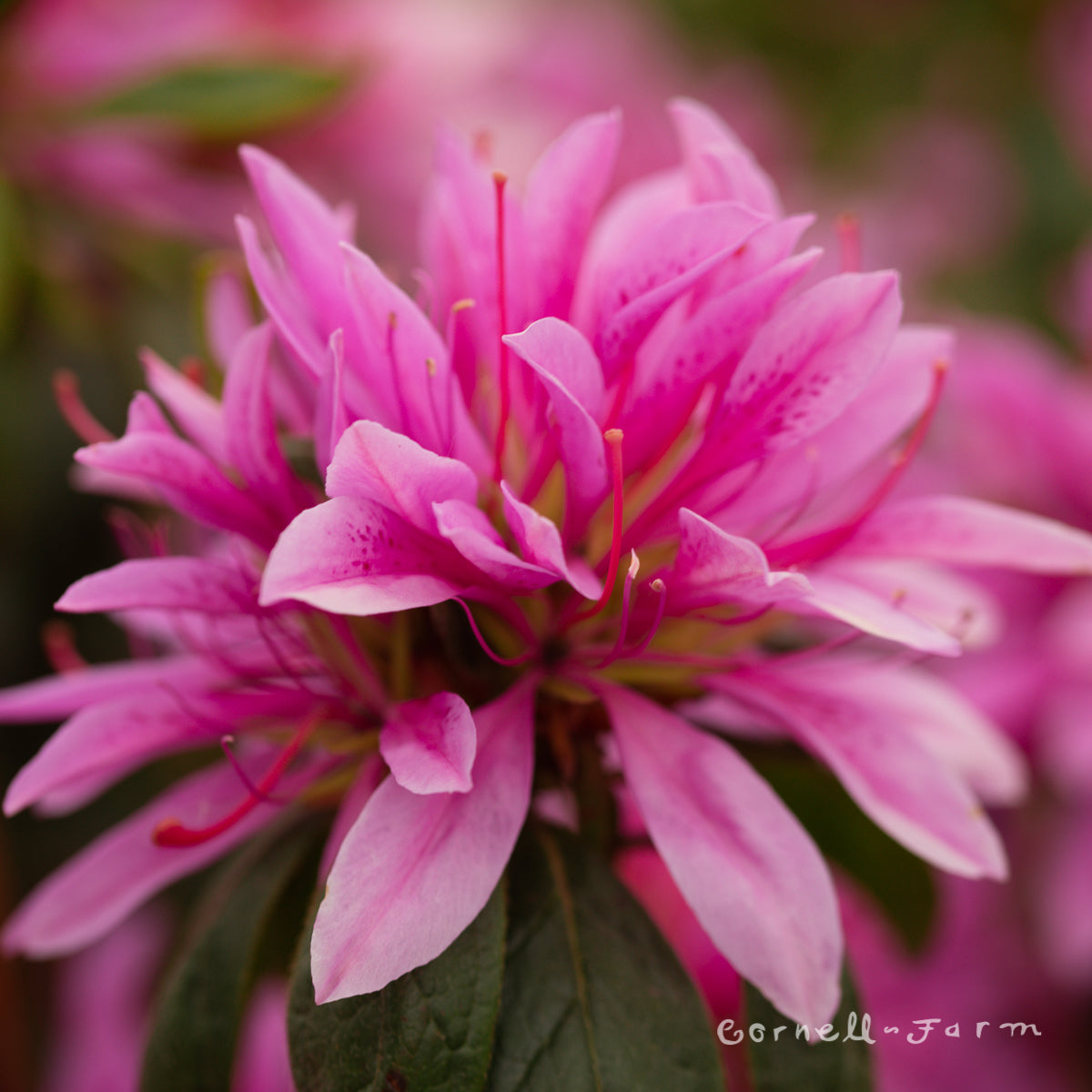 Rhododendron stenopetalum Purple Dragon 3gal Spider Azalea – Cornell Farm