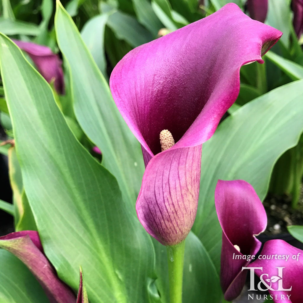 Zantedeschia a. Paco 1gal Calla – Cornell Farm