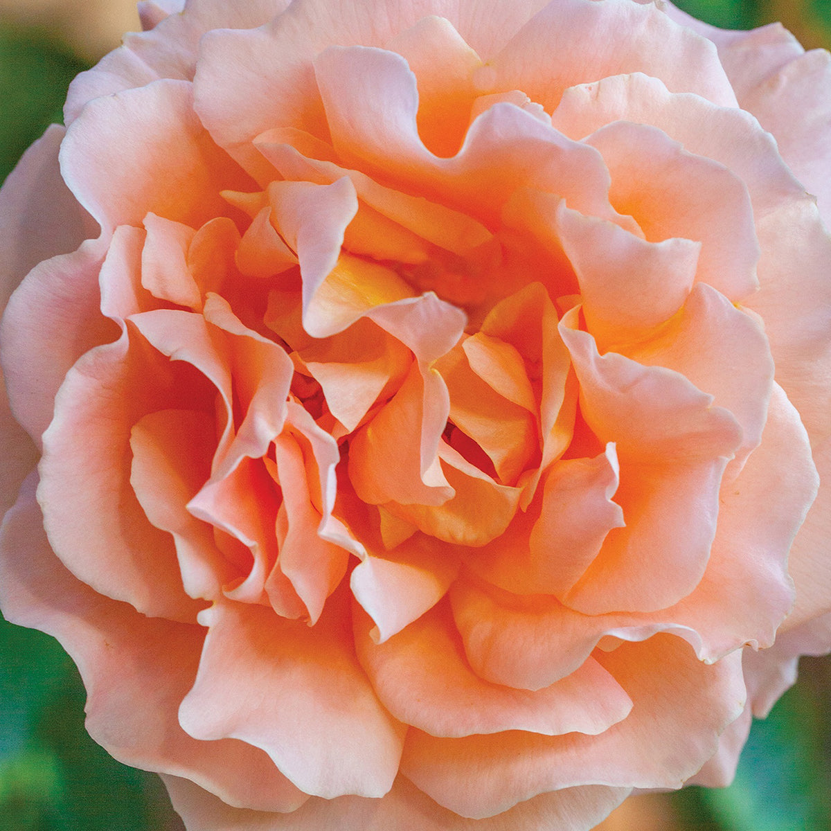 Rose Polka 5gal Climber – Cornell Farm