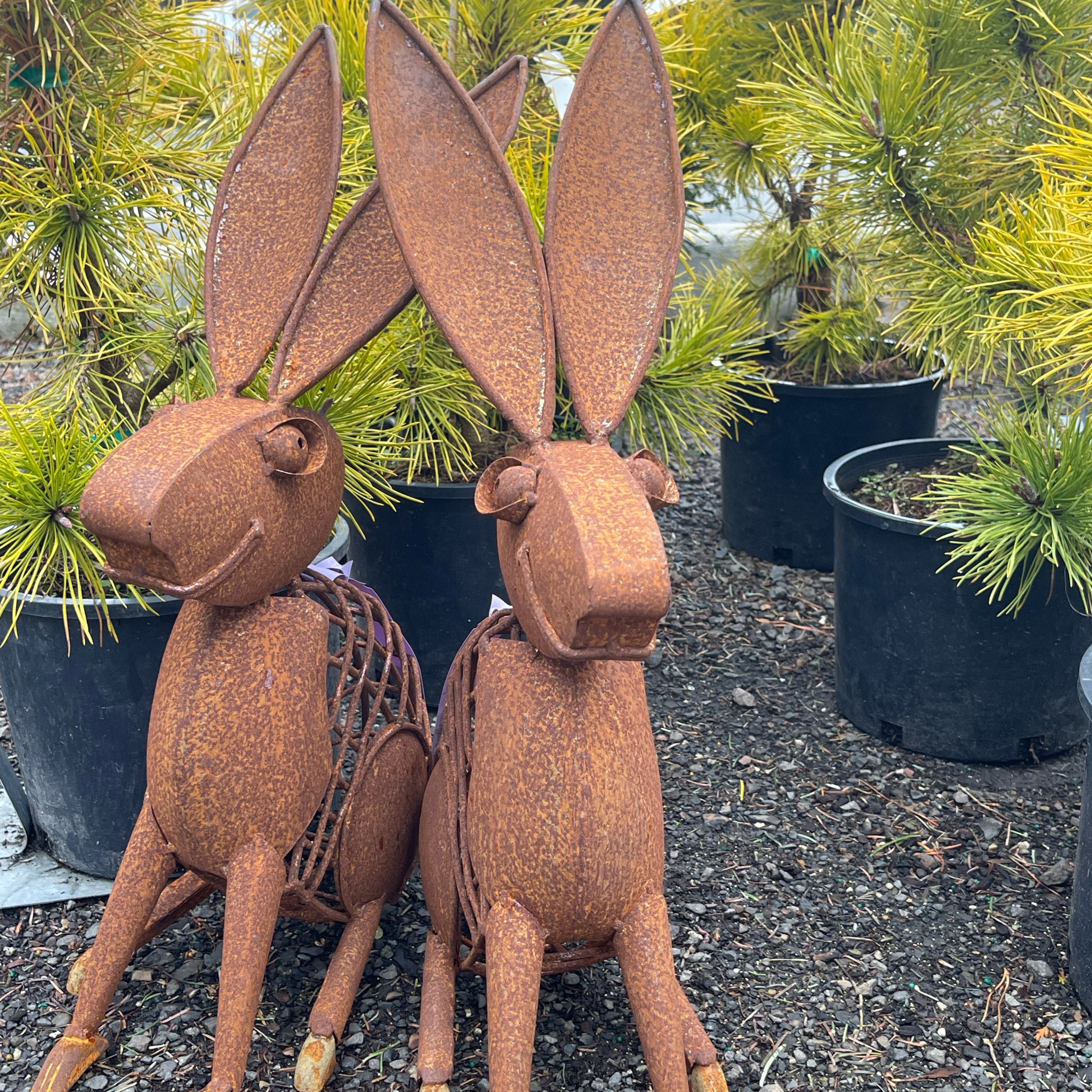 Harriet Rabbit – Cornell Farm