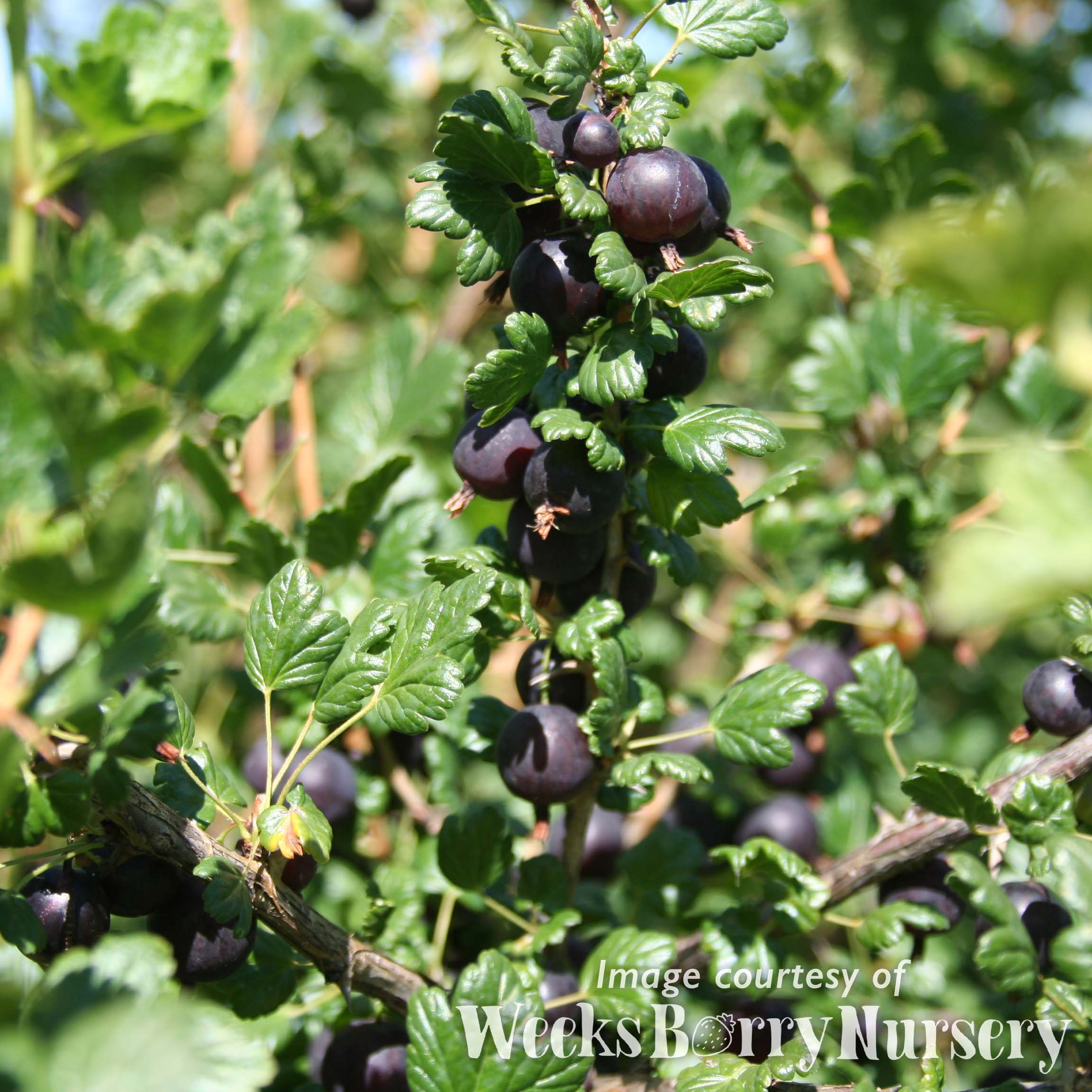 Gooseberry Black Velvet 2gal – Cornell Farm