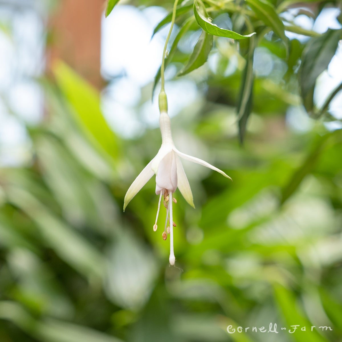 Fuchsia m. Hawkshead 1gal – Cornell Farm