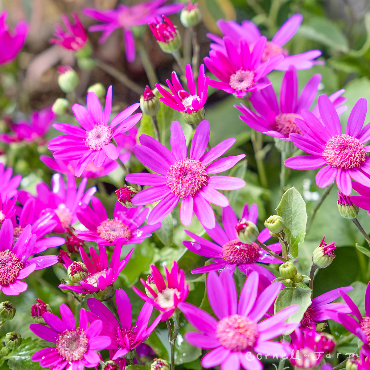 Pericallis Senetti Baby Magenta Qrt – Cornell Farm