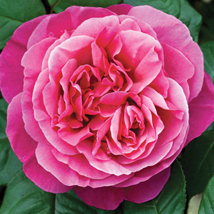 Rose Dee-Lish 5gal Hybrid Tea – Cornell Farm
