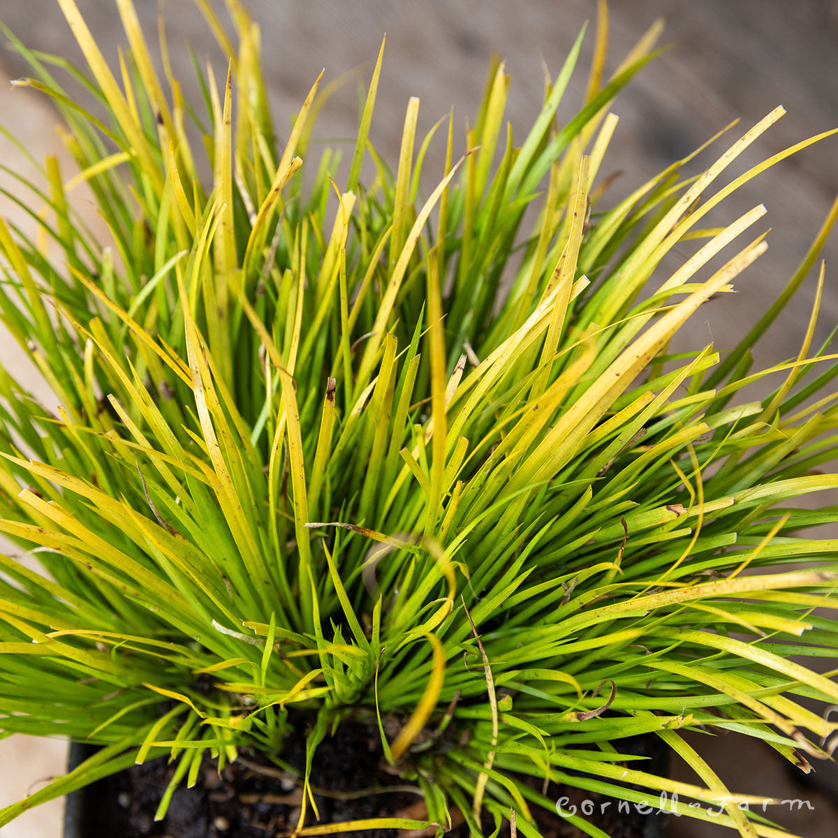 Acorus g. Pusillus Aurea 4in – Cornell Farm