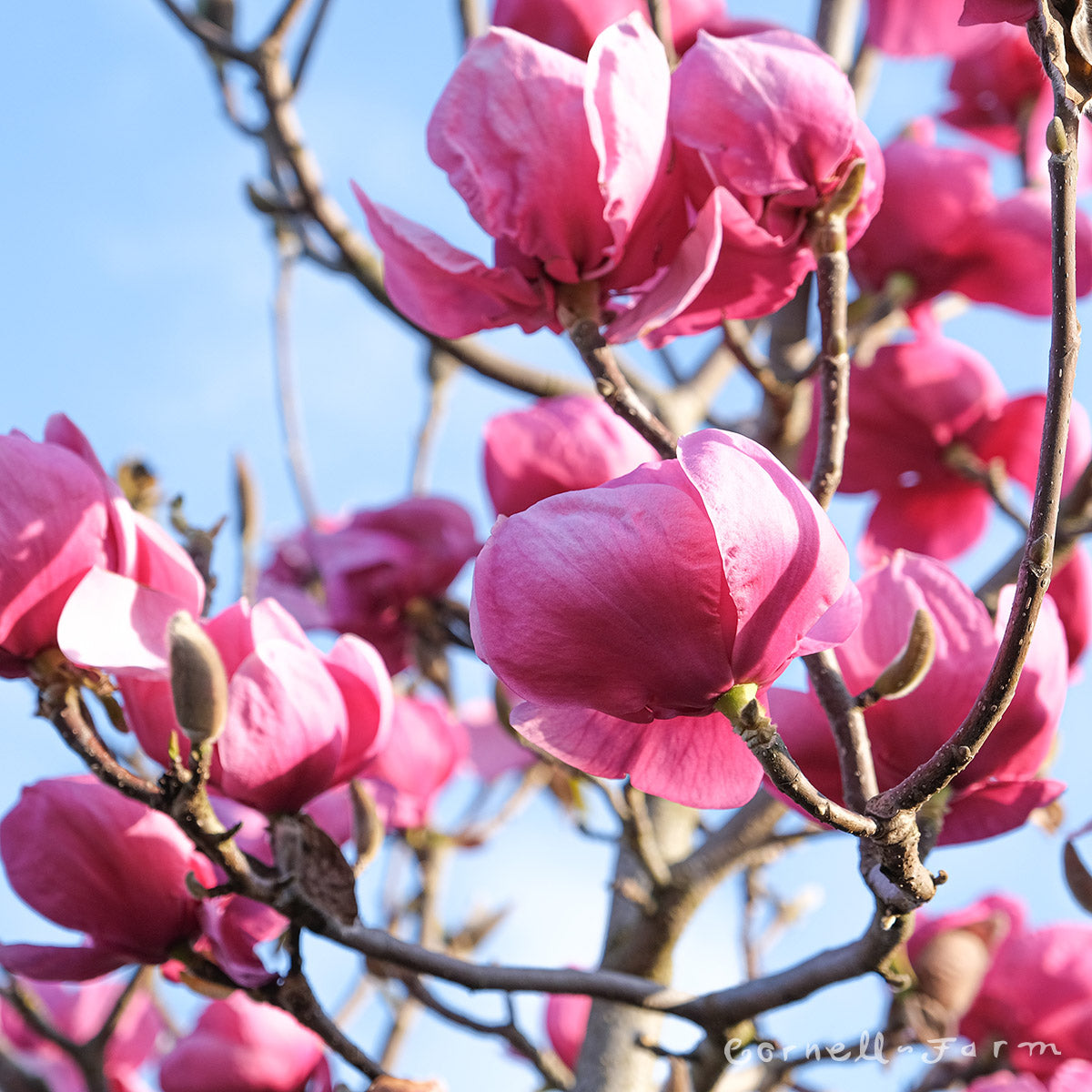 Magnolia x Felix Jury 5gal – Cornell Farm