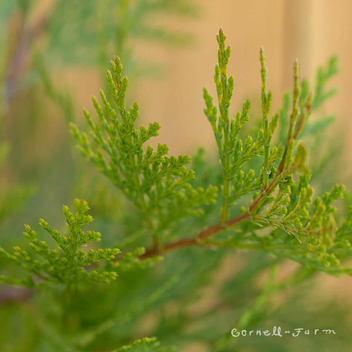 Incense Cedar