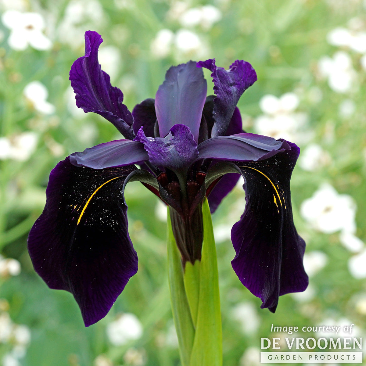 Iris chrysographes Black Form 1gal CF – Cornell Farm