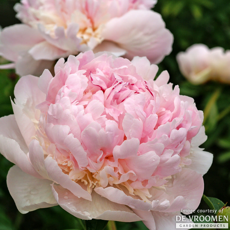 Paeonia Angel Cheeks 2gal Peony CF – Cornell Farm