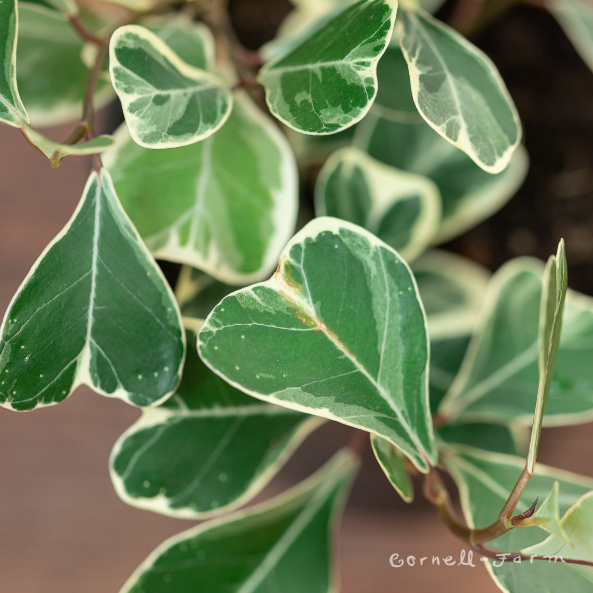 Ficus natalensis leprieurii var. 4in Variegated Triangularis – Cornell Farm