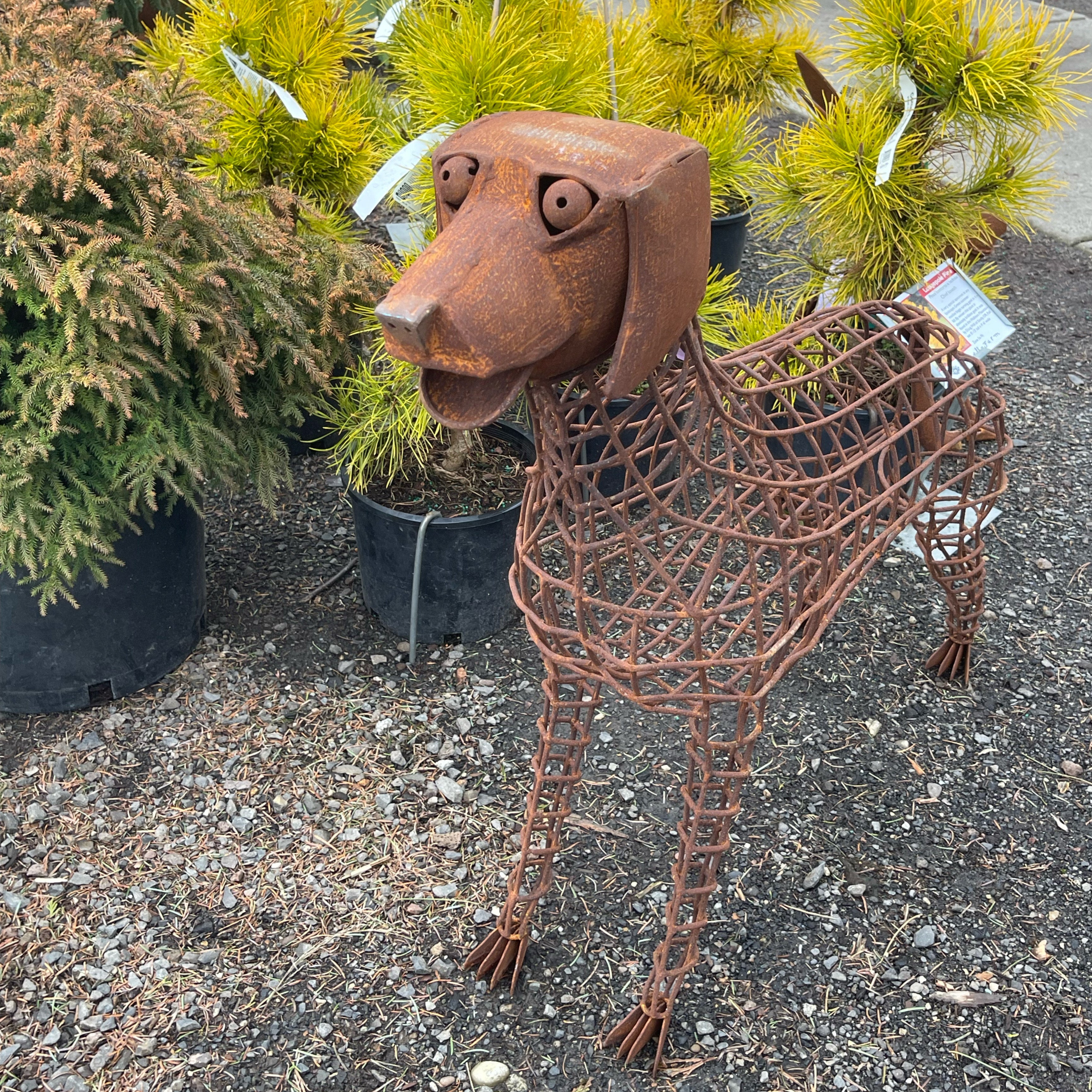 Dog Astro – Cornell Farm