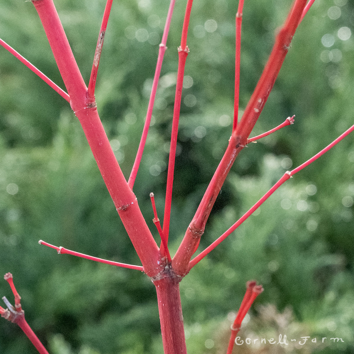 Acer p. Sangokaku 1gal Coral bark Japanese Maple – Cornell Farm