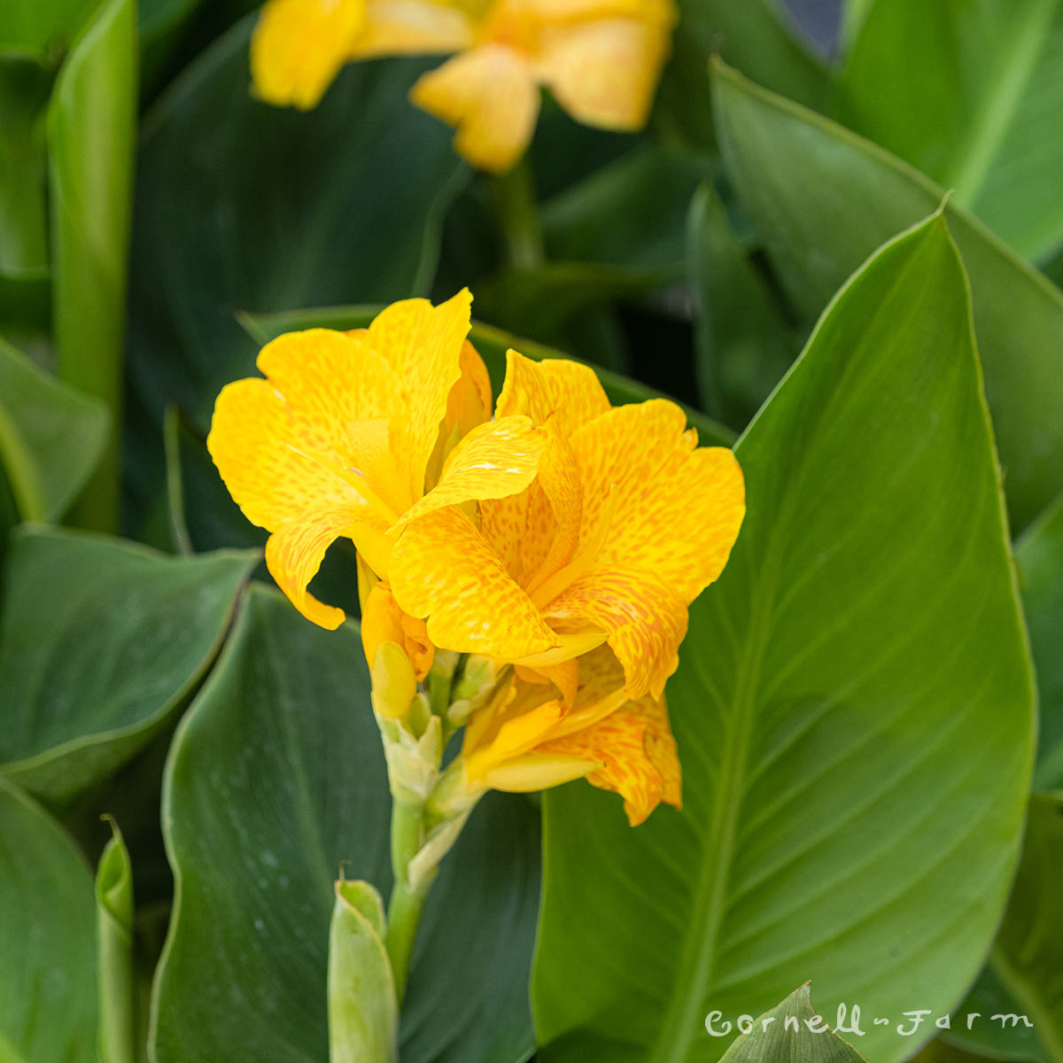 Canna Tropical Yellow 1gal – Cornell Farm