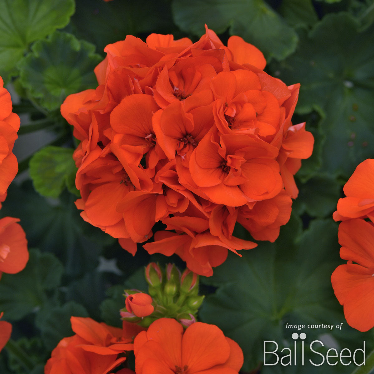 Geranium Zonal Dynamo Orange Qrt. CF – Cornell Farm