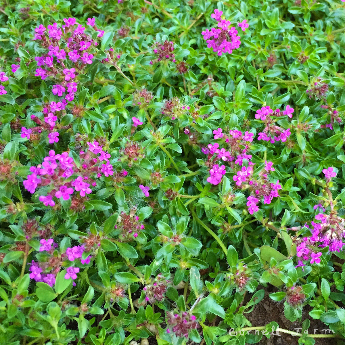 Thymus Pink Chintz 4in Thyme – Cornell Farm
