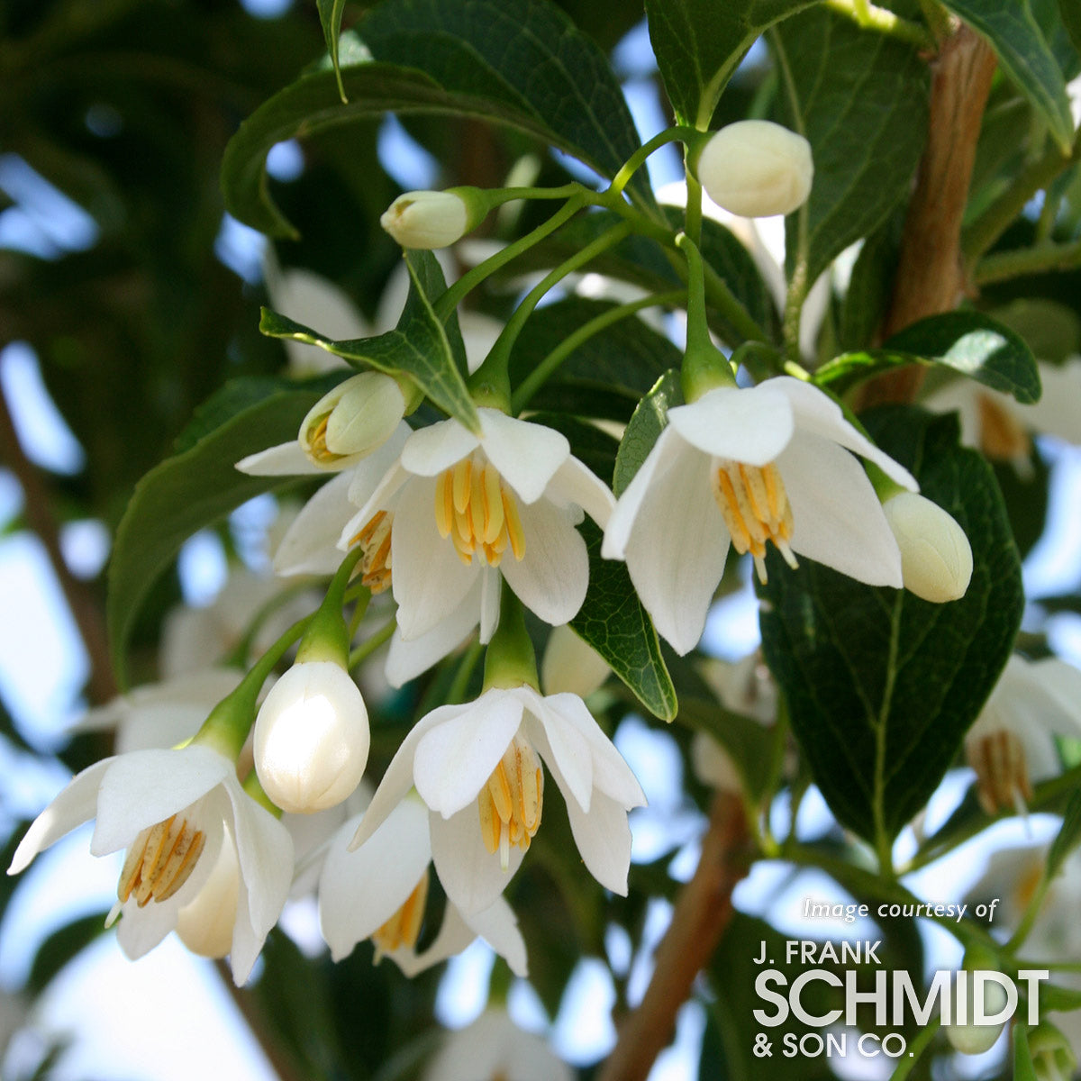 Styrax j. Snowcone 15gal 1.5cal Snowbell Tree – Cornell Farm