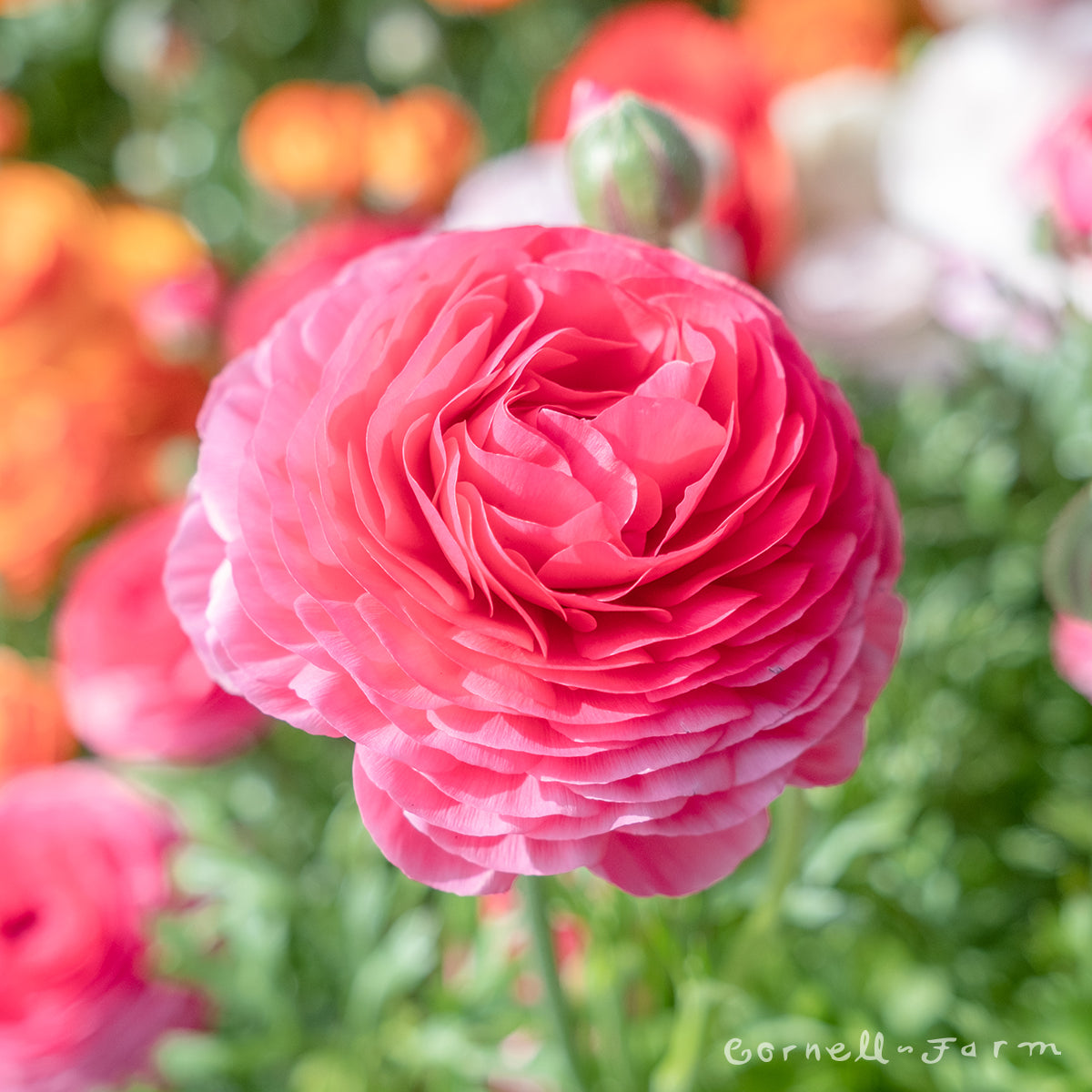 Ranunculus Mix 6in – Cornell Farm