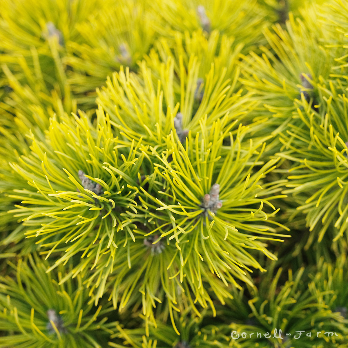 Pinus mugo Wintersonne 6gal Mugo Pine – Cornell Farm