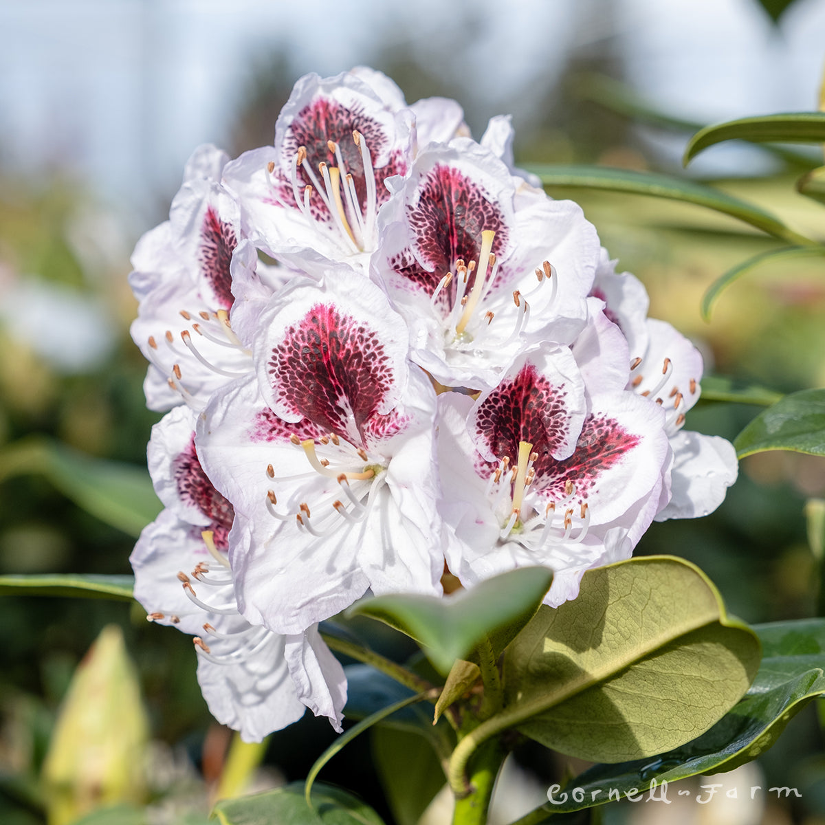 Rhododendron Sappho 5gal – Cornell Farm