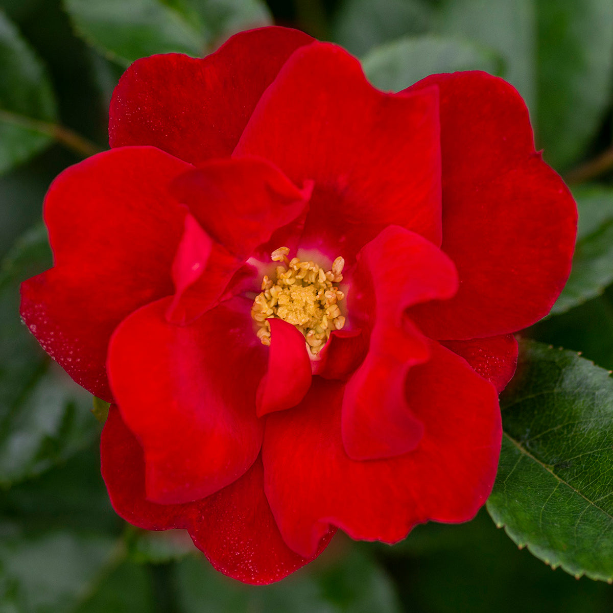 Rose Brick House 5gal – Cornell Farm