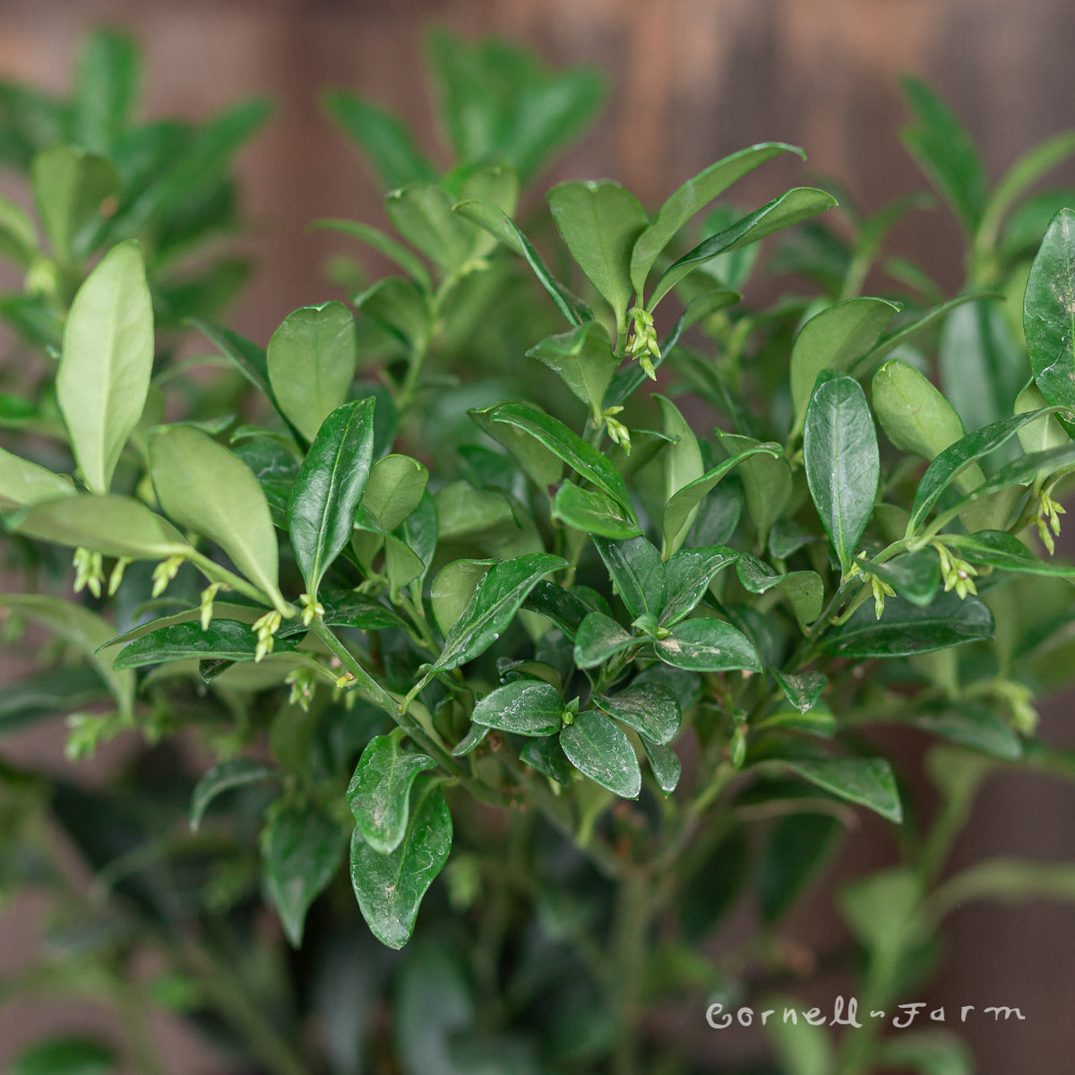 Sarcococca ruscifolia 3gal Fragrant Sweetbox – Cornell Farm