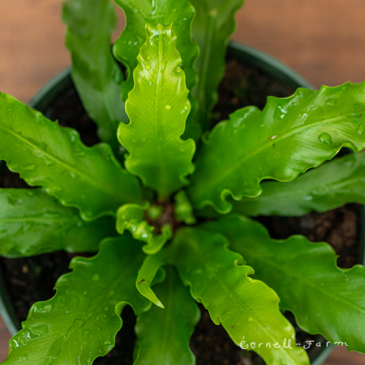 Asplenium antiquum victoria 6in Victoria Birds Nest Fern – Cornell Farm