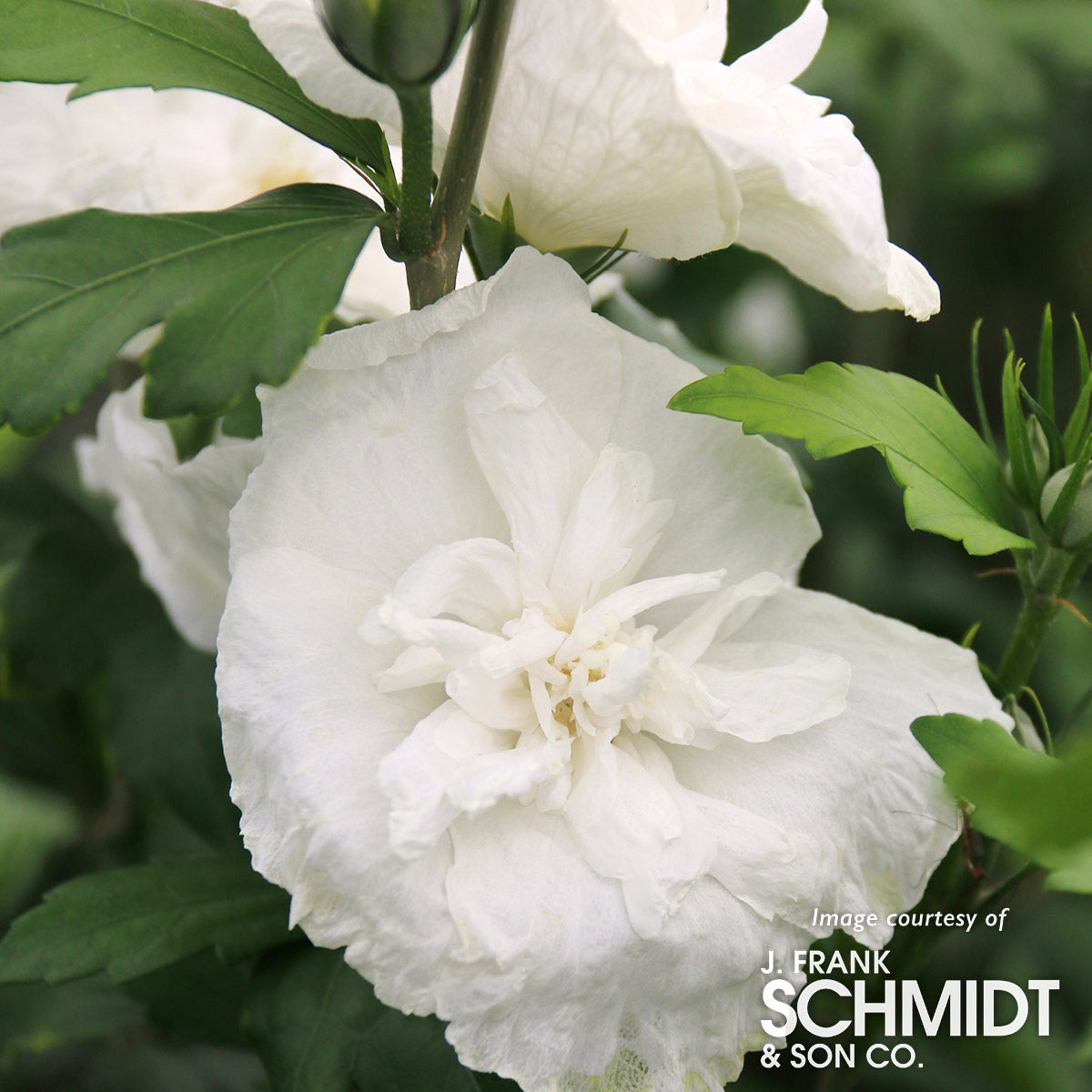 Hibiscus s. White Chiffon 7gal PT Hardy Rose of Sharon – Cornell Farm