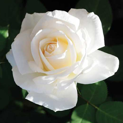 Rose Easy Spirit 5gal Floribunda – Cornell Farm