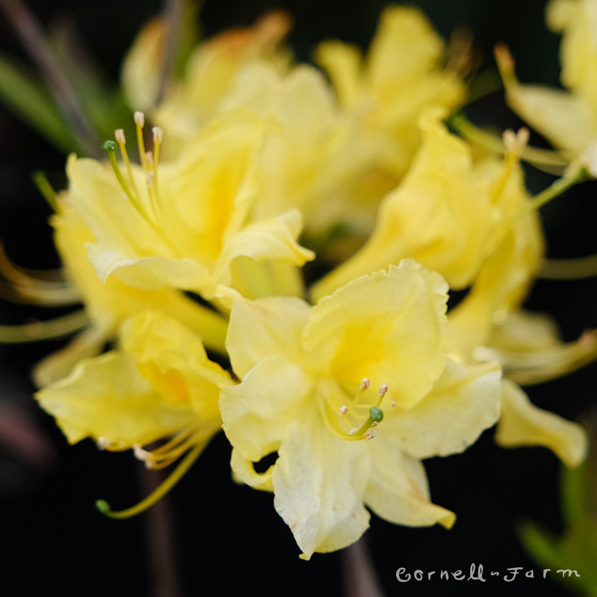 Azalea Lemon Lights 1gal Deciduous Azalea – Cornell Farm
