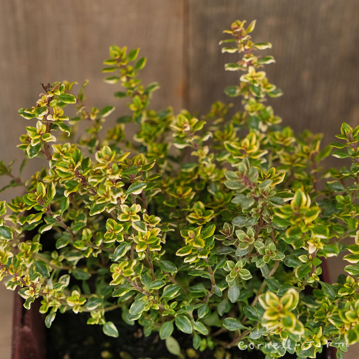 Thymus Golden Variegated Lemon 4in Thyme – Cornell Farm