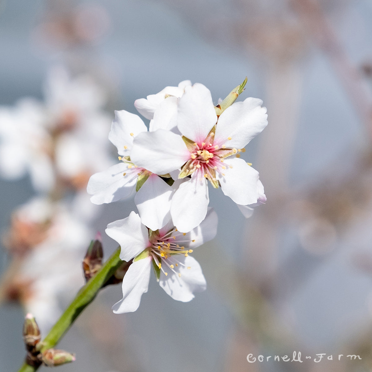 Almond Aldrich 7gal – Cornell Farm