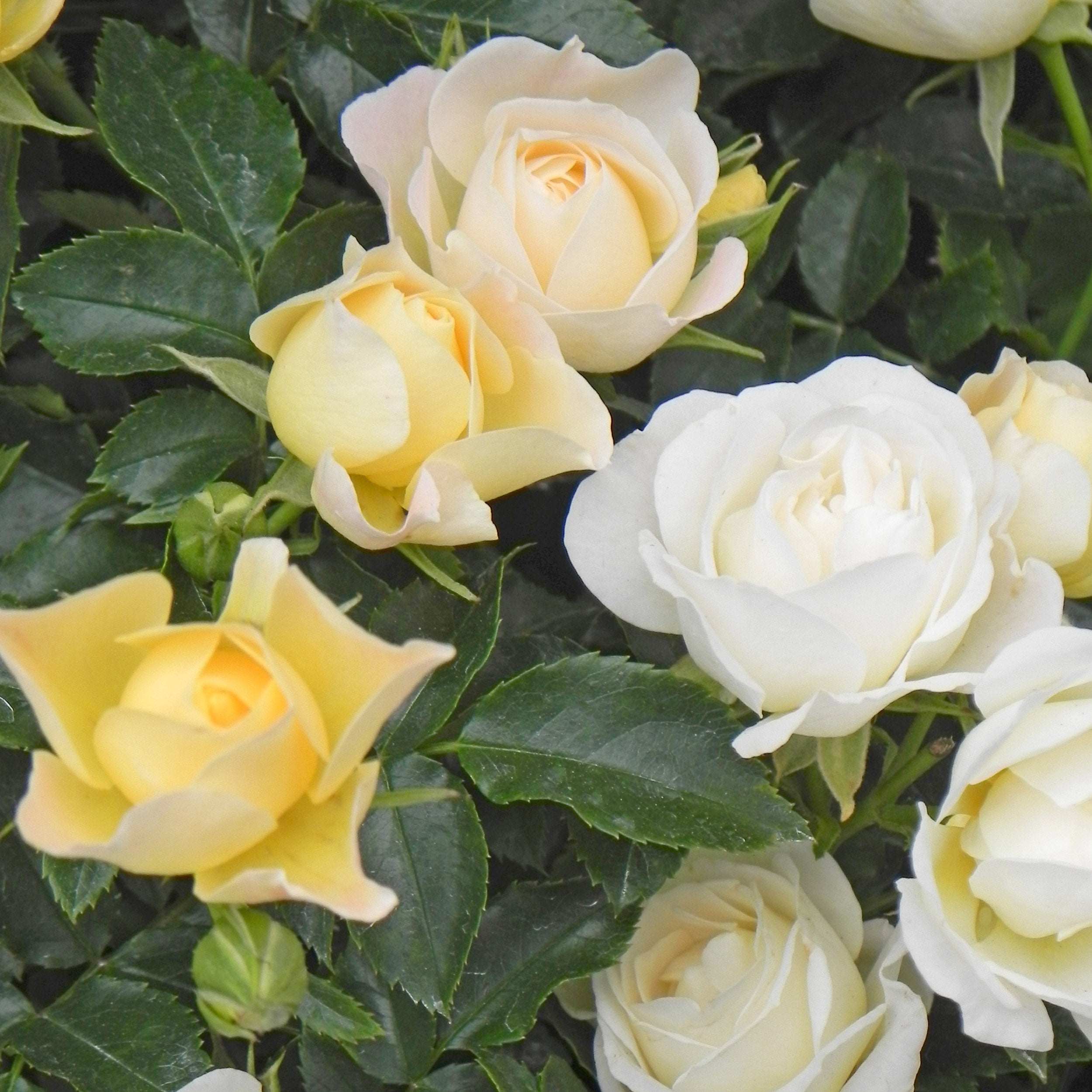 Rose Drift Popcorn 3 gal – Cornell Farm