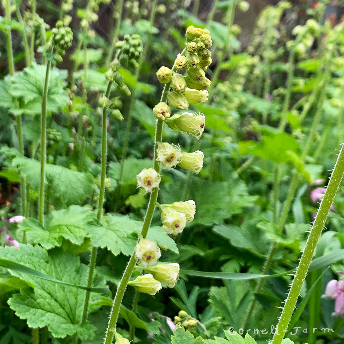 Tellima grandiflora 4in Fringecup – Cornell Farm