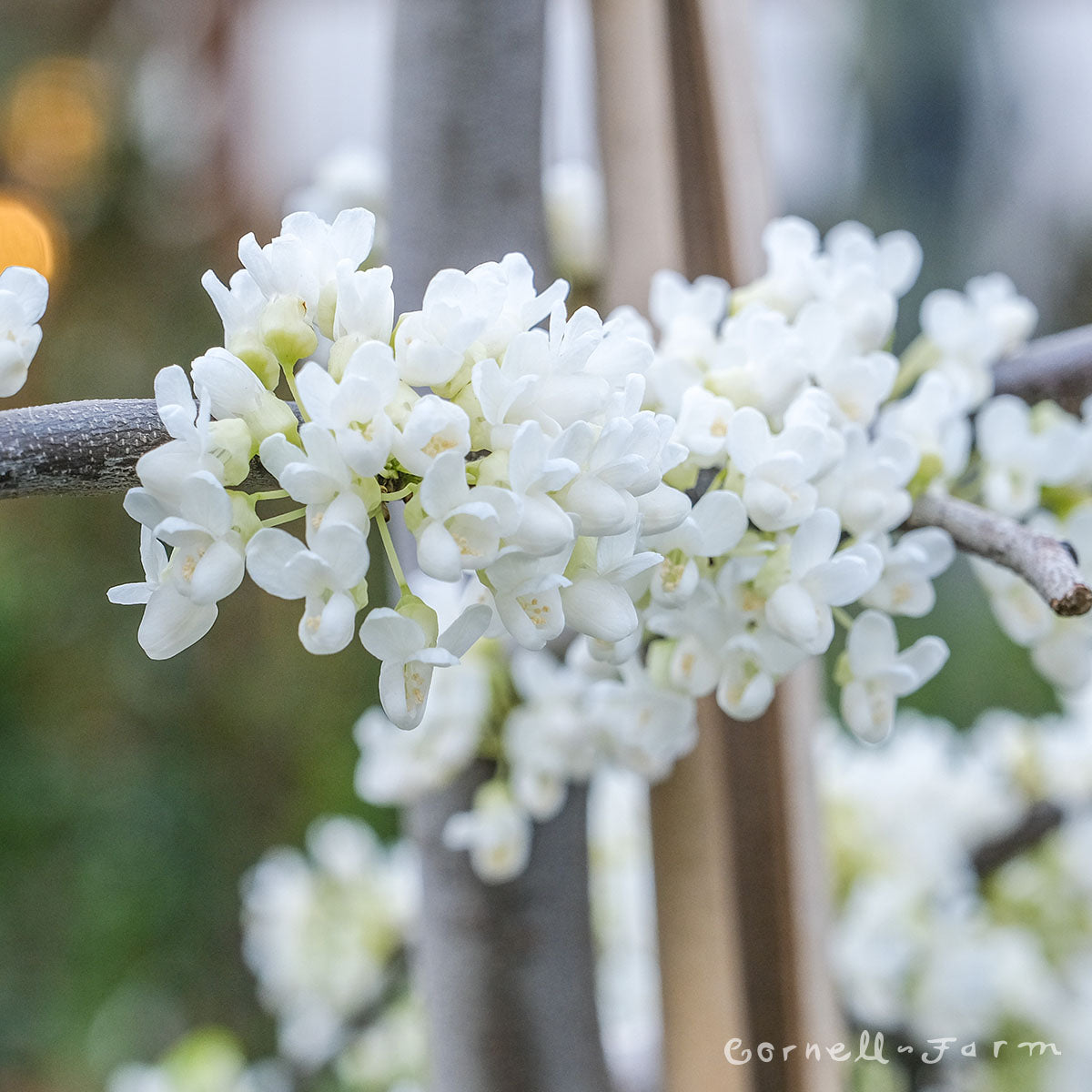 Cercis c. Vanilla Twist 7gal Redbud 1.5cal – Cornell Farm