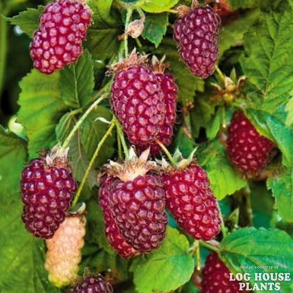 Tayberry Qrt – Cornell Farm