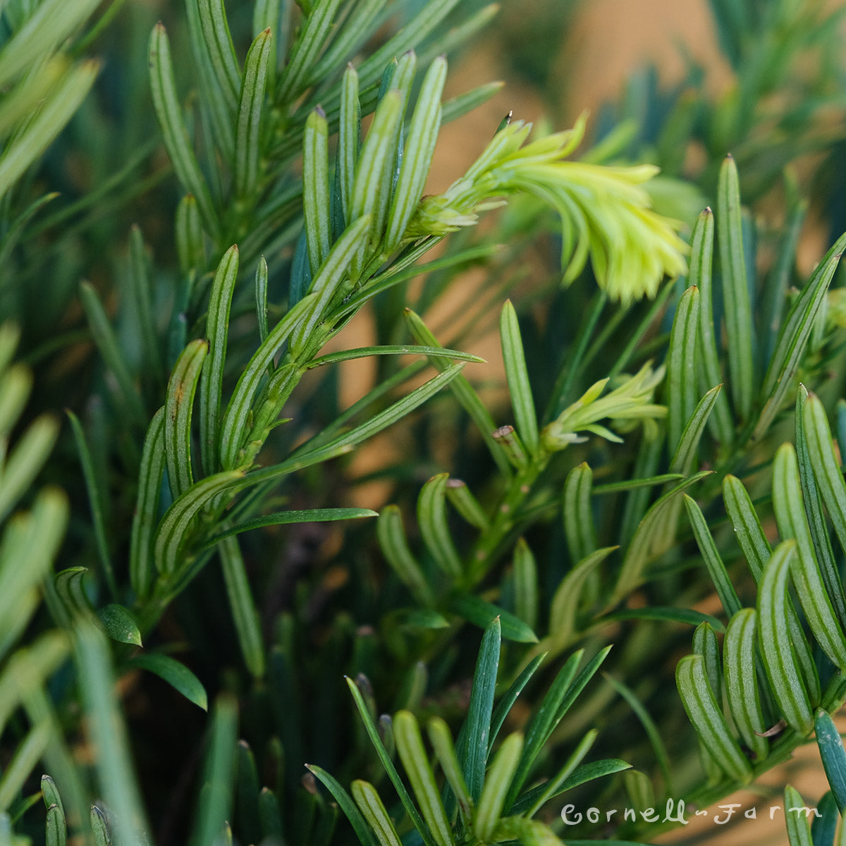 Cephalotaxus h. Hedgehog 6gal Plum Yew – Cornell Farm