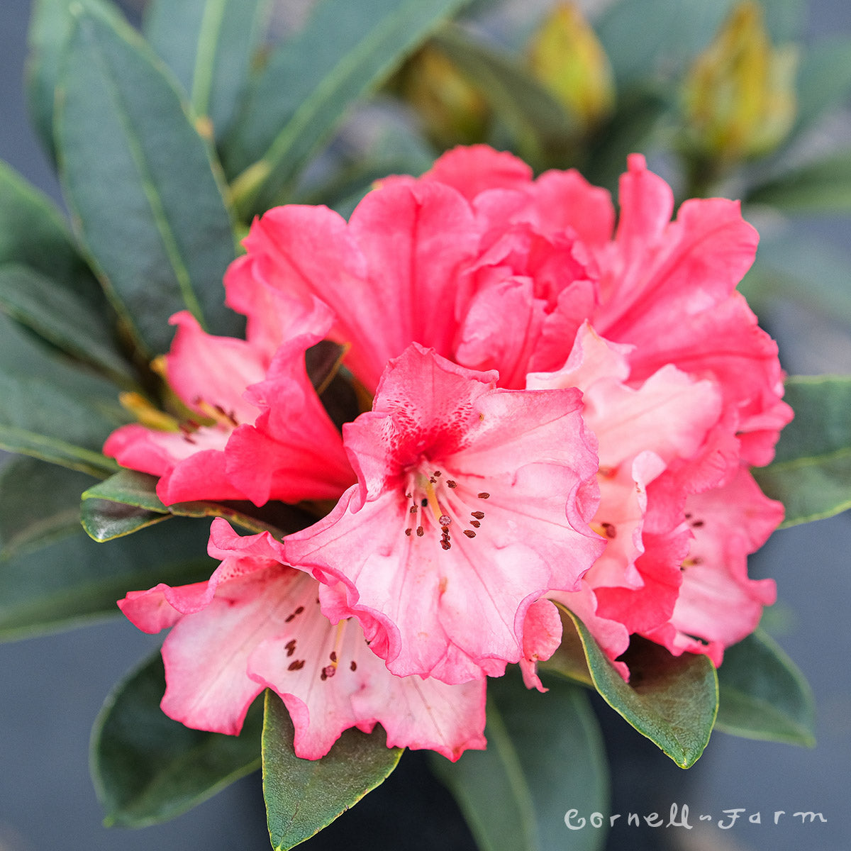 Rhododendron Carol's Candy 1gal – Cornell Farm