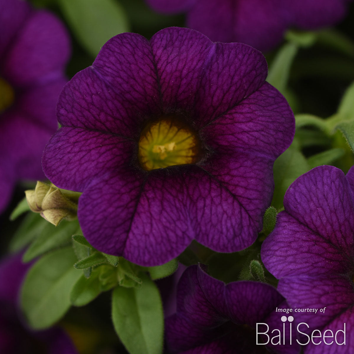 Calibrachoa Neo Dark Blue 4.25in MF-CF – Cornell Farm