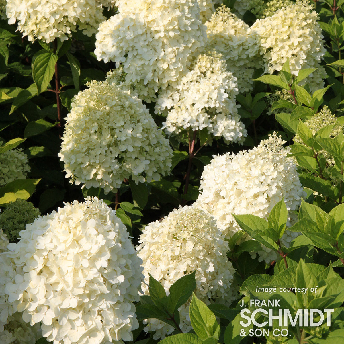 Hydrangea p. Limelight 7gal PT – Cornell Farm