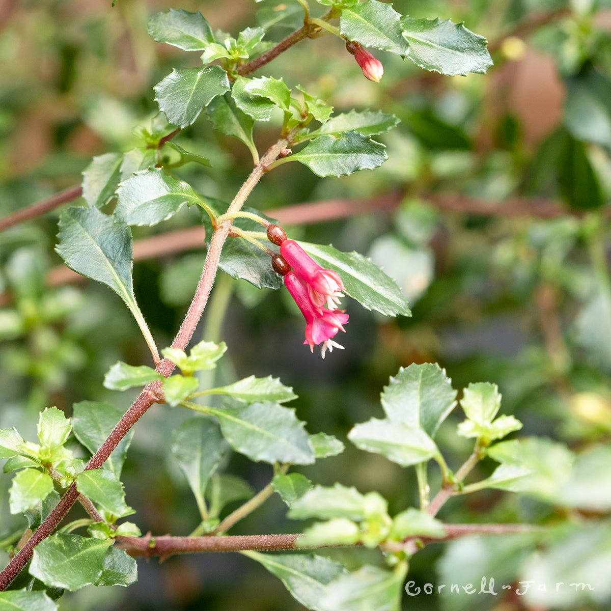 Fuchsia Isis 1gal – Cornell Farm