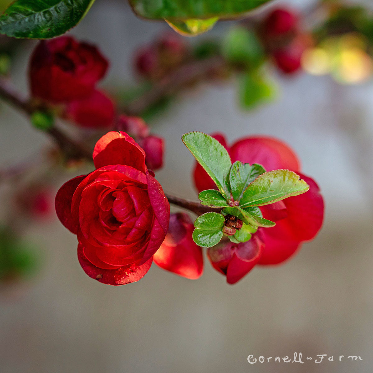 Chaenomeles Double Take Scarlet 2gal Flowering Quince – Cornell Farm
