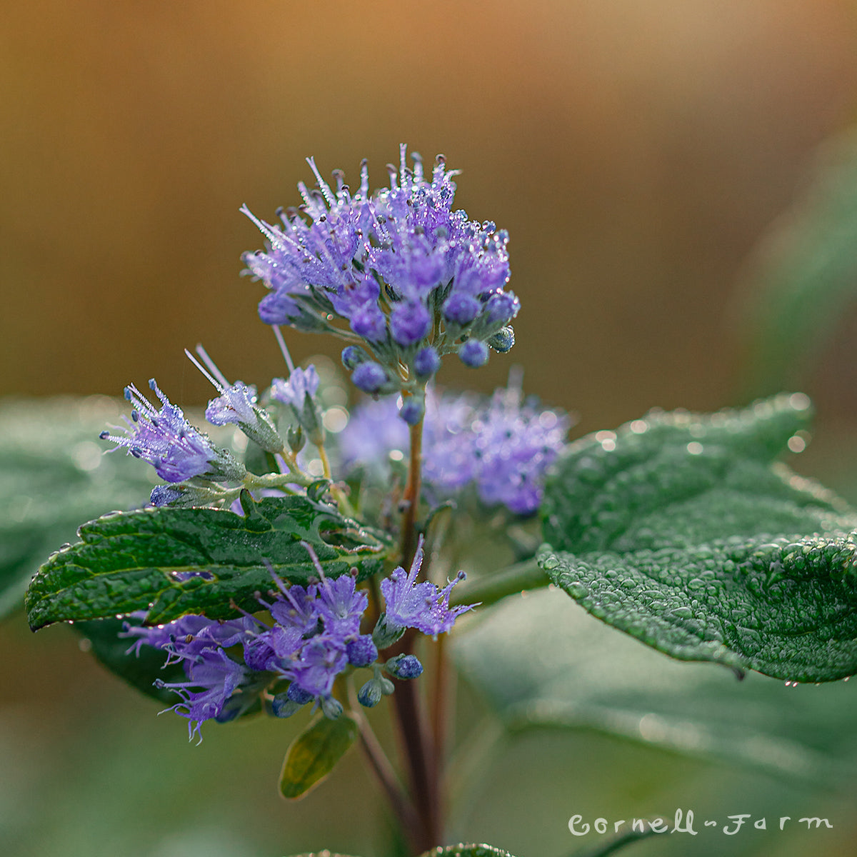 Caryopteris Blue Balloon 2gal Bluebeard – Cornell Farm