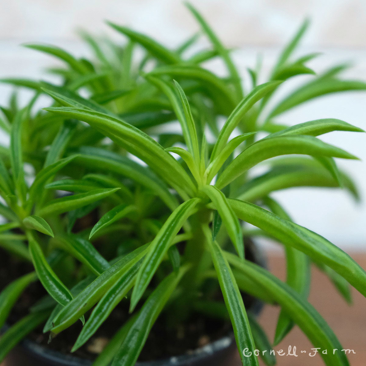 Peperomia ferreyrae 4in Happy Bean – Cornell Farm