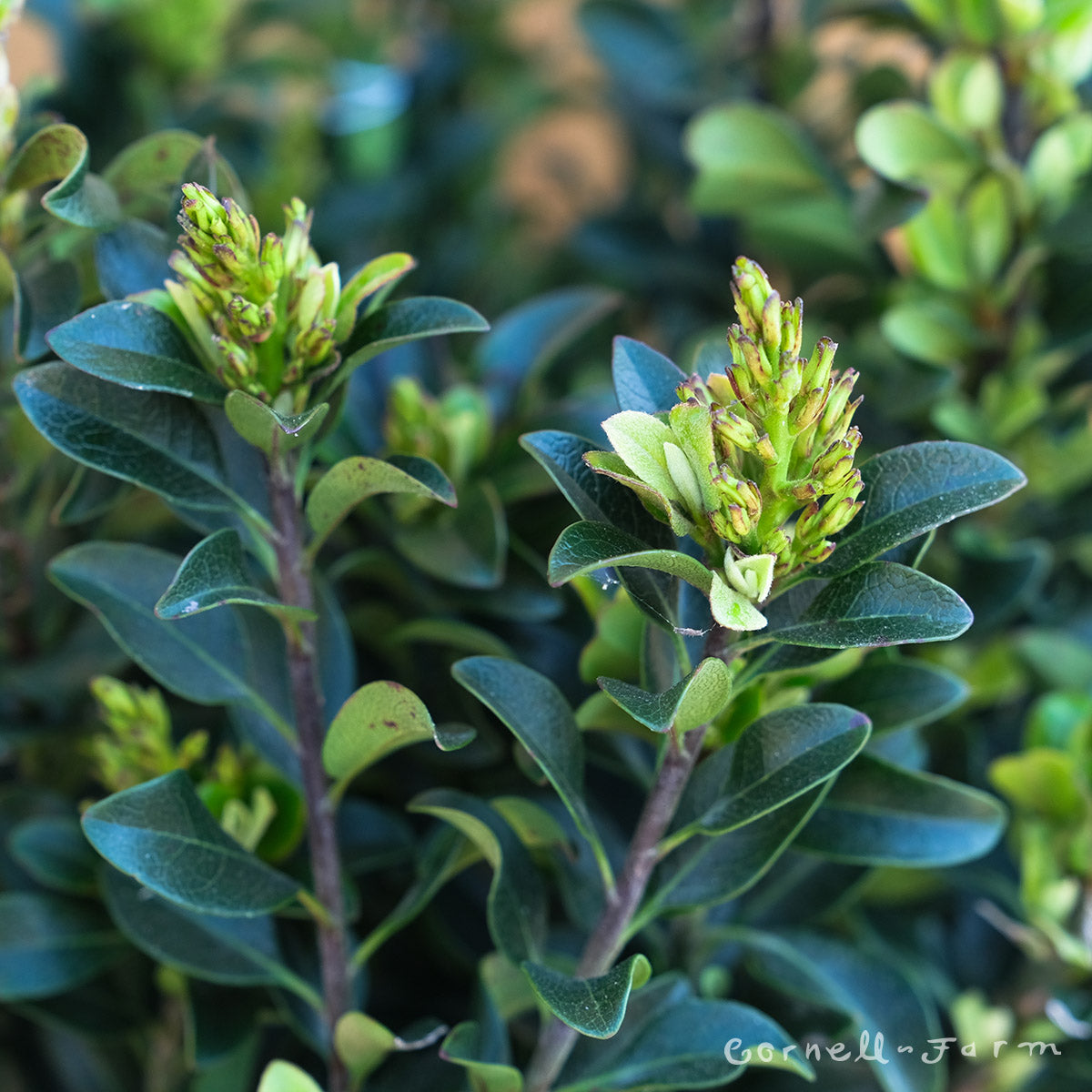 Rhaphiolepis umbellata Minor 5gal Dwarf Yedda Hawthorne – Cornell Farm