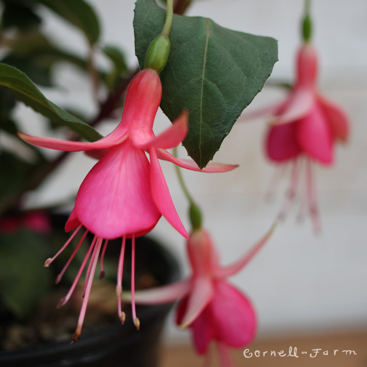 Fuchsia June Bride 1gal CF – Cornell Farm