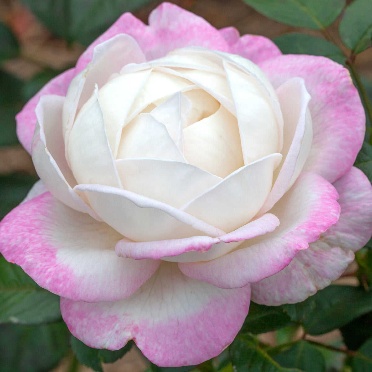 Rose Best Kept Secret 5gal Hybrid Tea – Cornell Farm