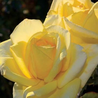 Rose Oregold 5gal Hybrid Tea – Cornell Farm