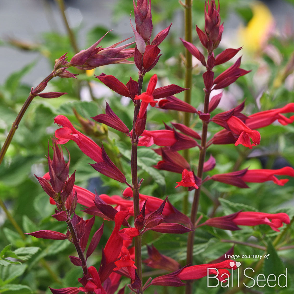 Salvia Roman Red 1gal CF – Cornell Farm