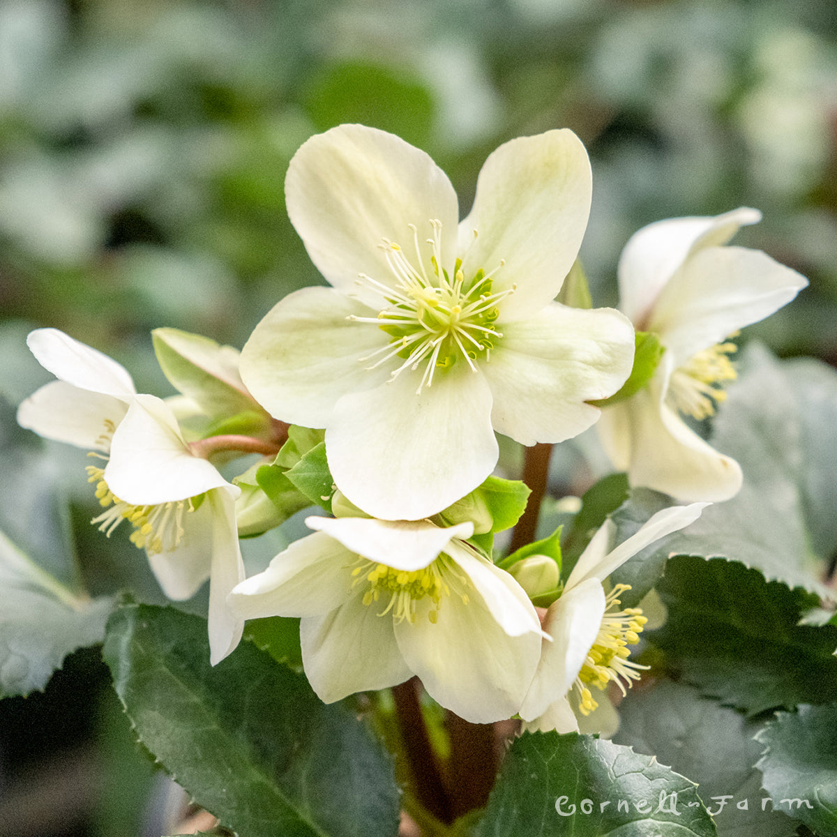 Helleborus Champion GC 1gal – Cornell Farm